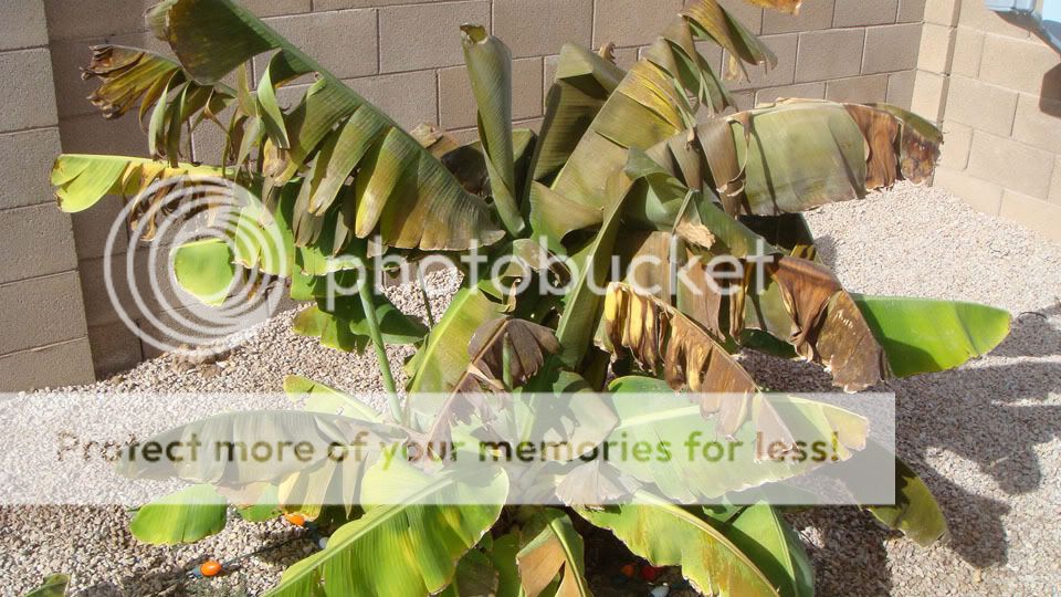 Dwarf Cavendish root rot? *pics* - Bananas.org