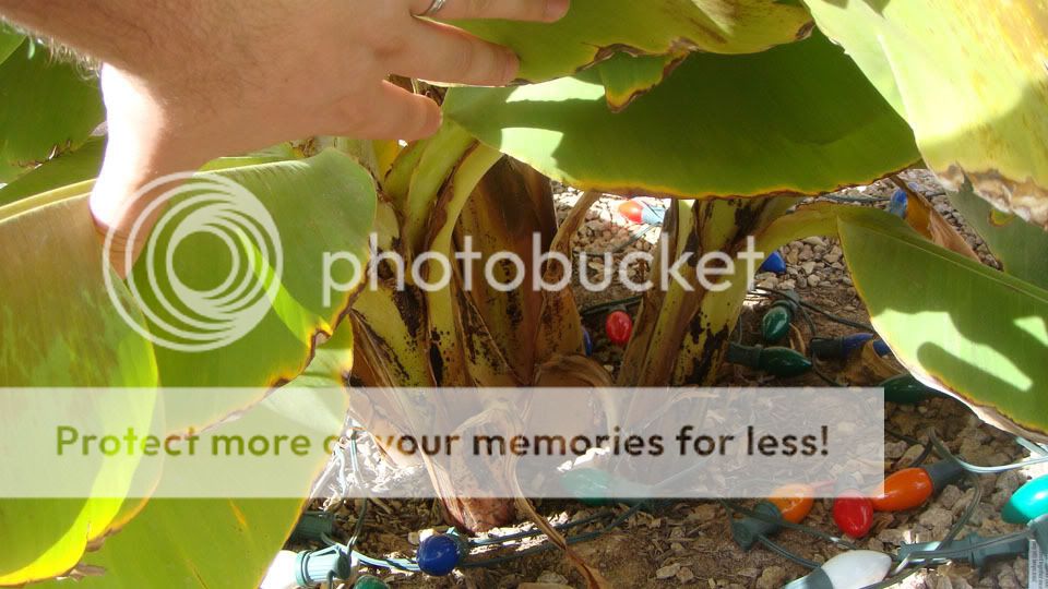 Dwarf Cavendish root rot? *pics* - Bananas.org