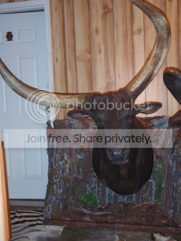 Watusi/Longhorn Bull Mount - 24hourcampfire