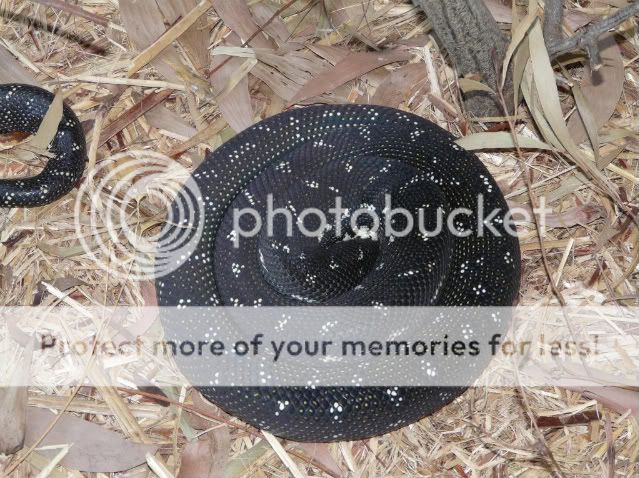 Requesting Diamond Python Photos | Aussie Pythons & Snakes Forum