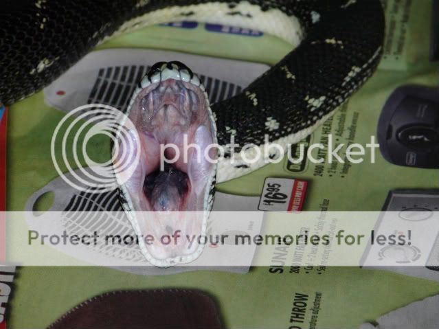 Requesting Diamond Python Photos | Aussie Pythons & Snakes Forum