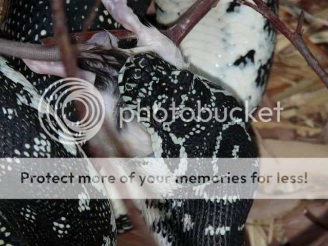 Requesting Diamond Python Photos | Aussie Pythons & Snakes Forum