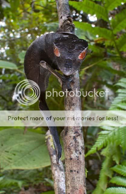 Evil Lizard | Aussie Pythons & Snakes Forum