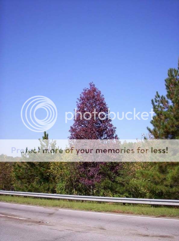 Fall foliage reports.... please post color/photos here (Newnan, Clayton ...