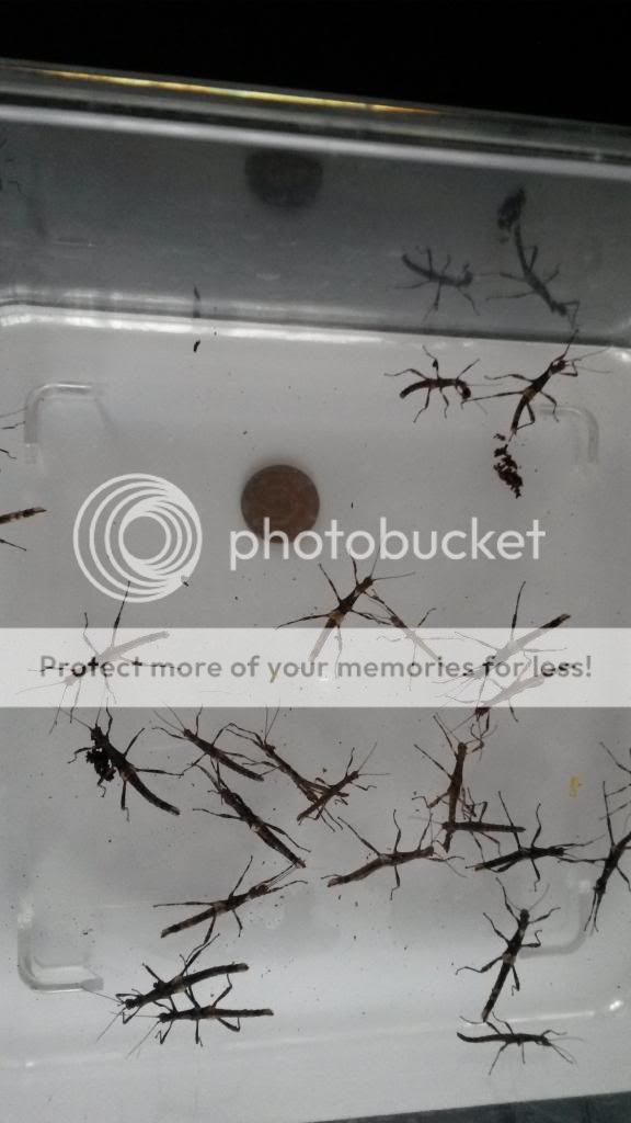 W Midlands - Sungaya inexpectata - sunny stick insects. | Reptile Forums