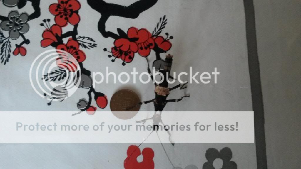 W Midlands - Sungaya inexpectata - sunny stick insects. | Reptile Forums