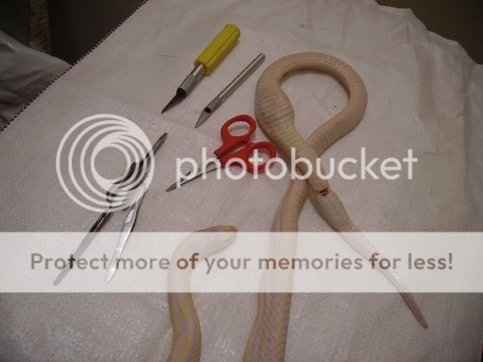 Warning graphic fotos of dead and cut up snake for post mortem. Very ...