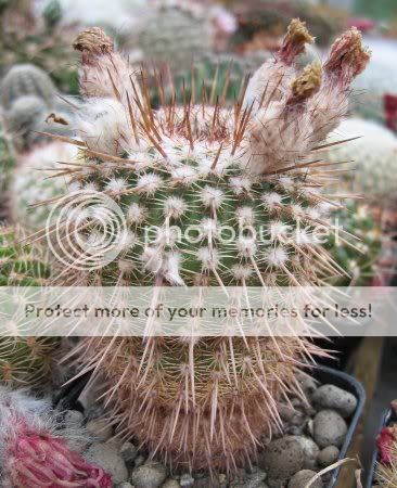Parodia ID - CactiGuide.com