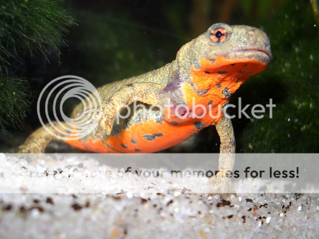 Illness/Sickness: - Sick newly bought CFBN | Caudata.org: Newts and ...