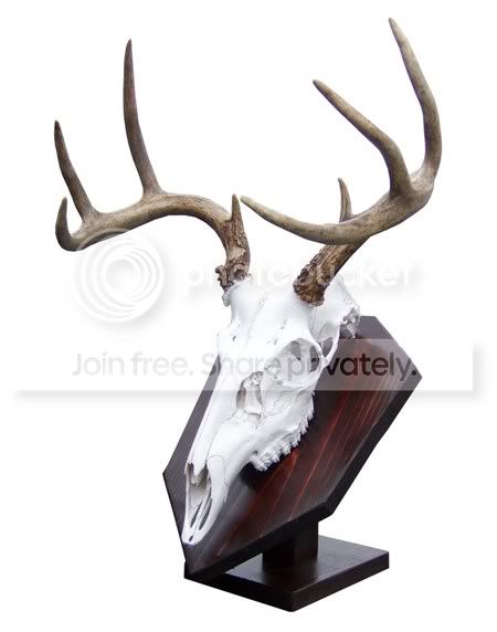 Euro Mount Stand - TexasBowhunter.com Community Discussion Forums