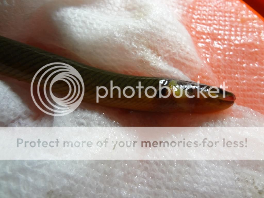 Sick ropefish, showing fin rot, clamped pectorals, lethargy, and red ...