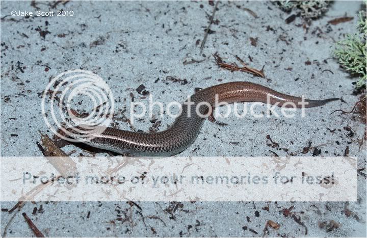 Blue Ridge 'manders and other query - Field Herp Forum