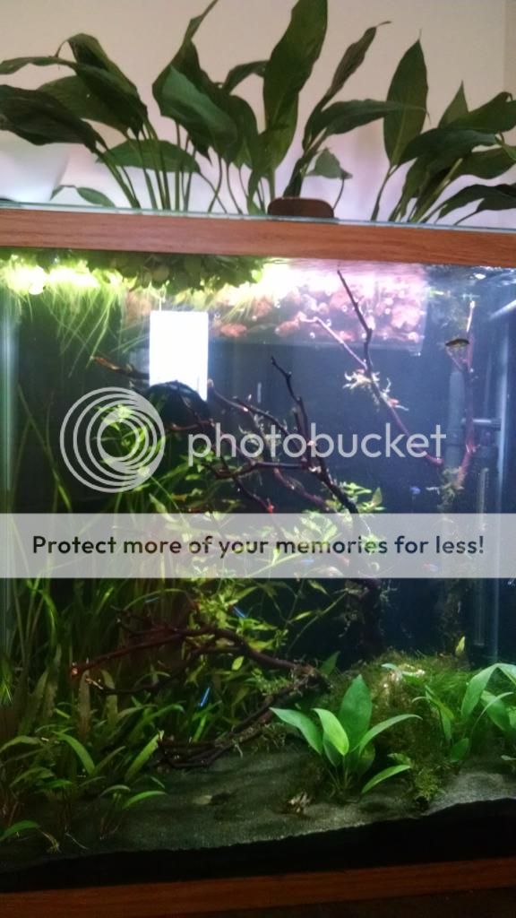 DIY Riparium hangers | The Planted Tank Forum