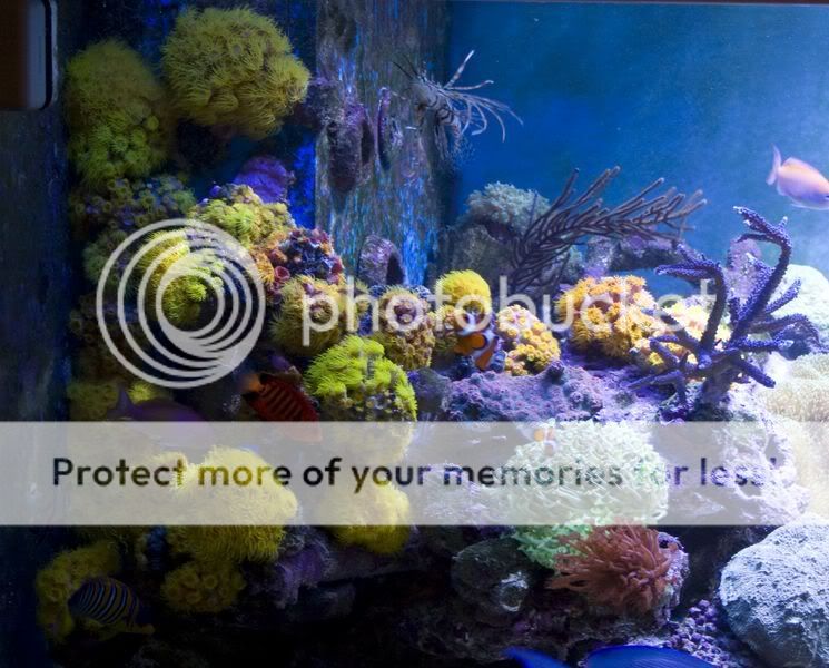 Sun coral Tank - Reef Central Online Community