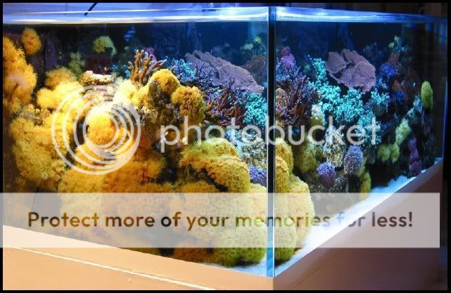 Sun coral Tank - Reef Central Online Community